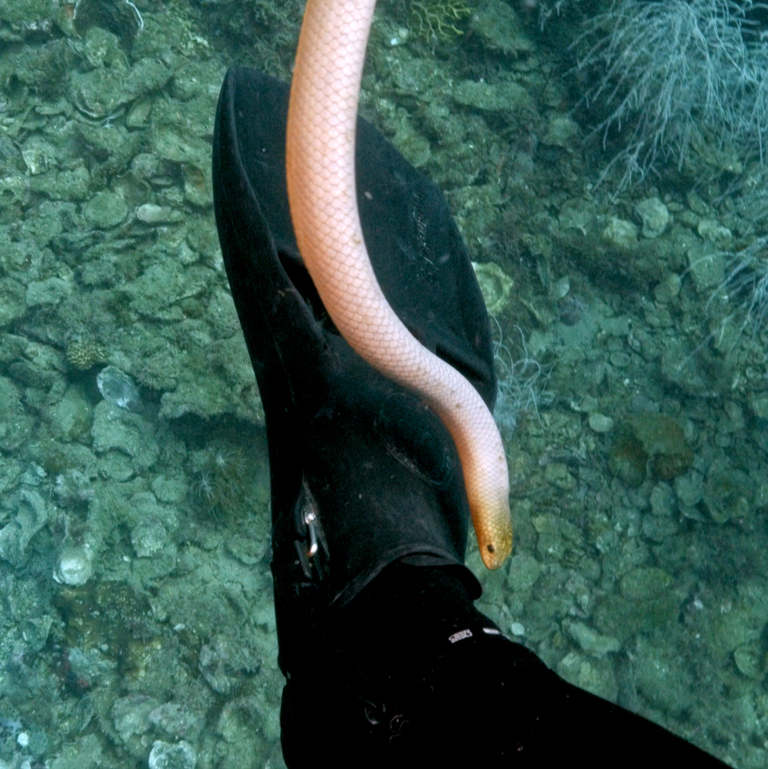 Sea Snakes at SS Yongala – Reef and Sky